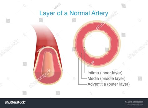 Artery Layer Anatomy Each Layer Inside Stock Vector Royalty Free