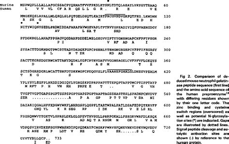 Figure 2 From Cloning And Expression Of The Cdna Encoding Mouse