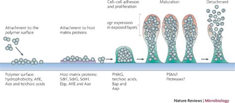 Biofilm Development In Staphylococcus Epidermidis Attachment To