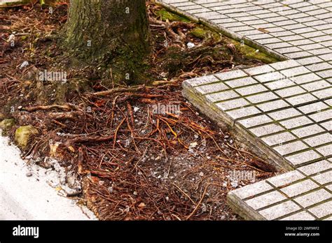 Tree Roots Breaking City Street Pavement Close Up Stock Photo Alamy