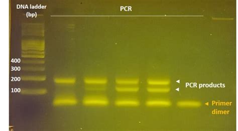 Troubleshooting Primer Dimer In PCR MiniPCR Bio