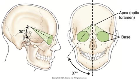 Orbits Anatomy Flashcards Quizlet