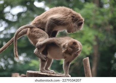 Monkeys Having Sex Royalty Free Images Stock Photos Pictures Shutterstock