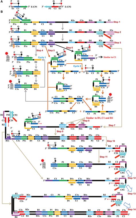 Frontiers Multiplex Rapid And Sensitive Isothermal Detection Of Nucleic Acid Sequence By