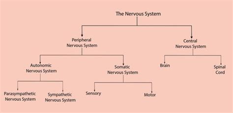 Psychology 2301 Exam 1 Flashcards Quizlet