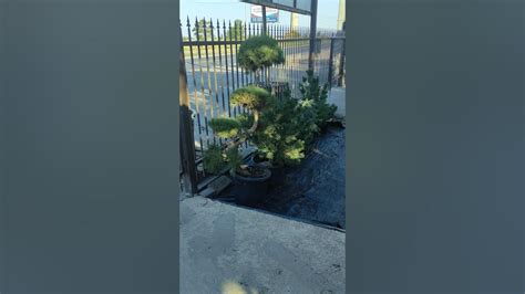 ночные приключения с Бэтменом в садовом центре сад дача растения Youtube