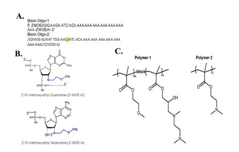 Sequence Modifications Of Dna Oligonucleotides Used To Target 5 Polyu
