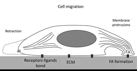 Simplified Description Of Cell Migration Processes Download