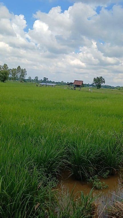 บรรยากาศท้องทุ่งนา หาความสุขแบบง่ายๆสไตล์บ้านๆ เพลงเก่าที่คิดถึง ชมทุ่งนา ธรรมชาติ กฤติเดช