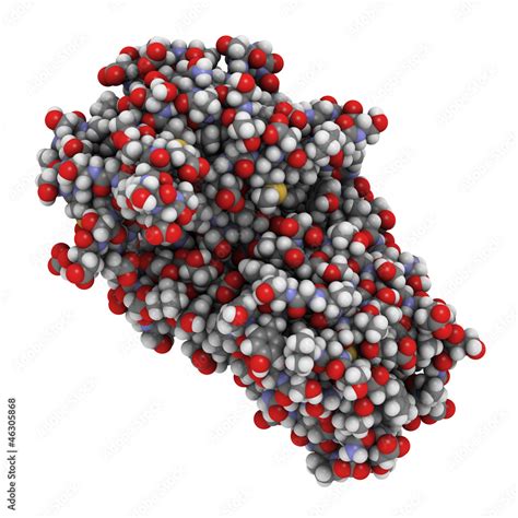 Pepsin Enzyme Molecule Chemical Structure Stock Illustration Adobe Stock
