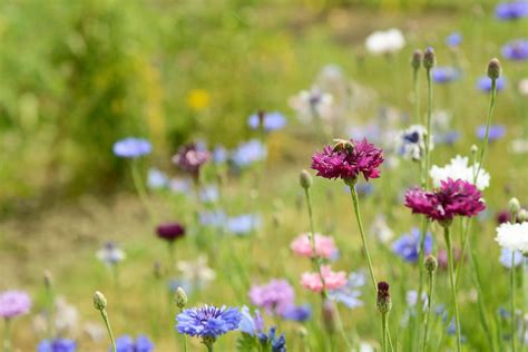 How To Grow A Wildflower Meadow