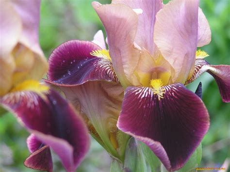 Обои Цветы Ирисы обои для рабочего стола фотографии цветы ирисы Обои для рабочего стола