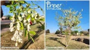 Common Native Trees In Kentucky Common Native Trees In Kentucky