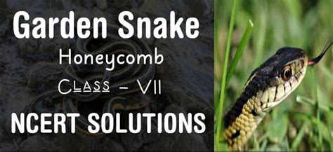Garden Snake Class 7 Ncert Solutions Edunation19