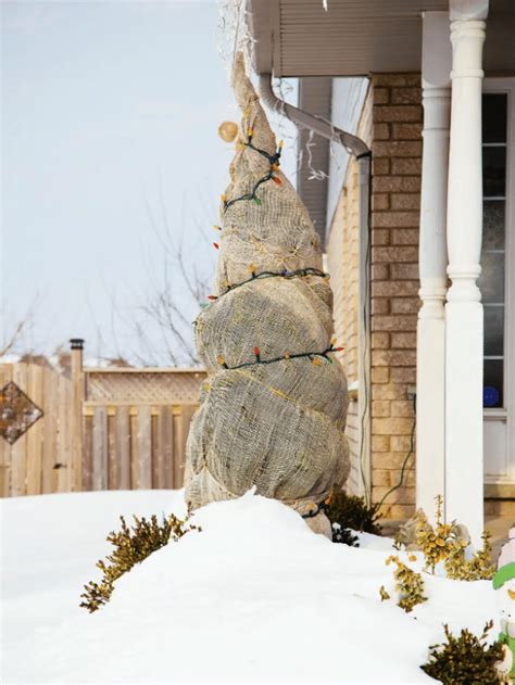 How To Protect Trees And Shrubs In Winter So Theyll Spring Back Garden Betty