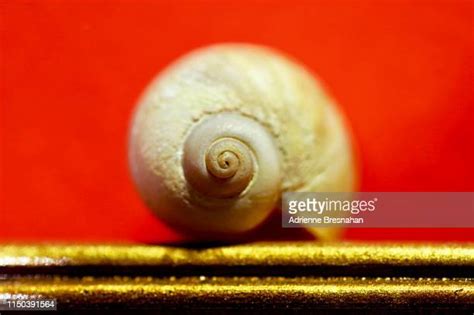 Seashell Shelf Photos And Premium High Res Pictures Getty Images