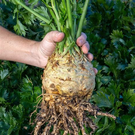 Celeriac Vandermeer Nursery Ltd