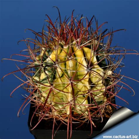 Ferocactus Acanthodes Forma Variegata