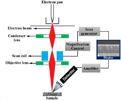 A Schematic Diagram Of Sem Raza 2012 Download Scientific Diagram