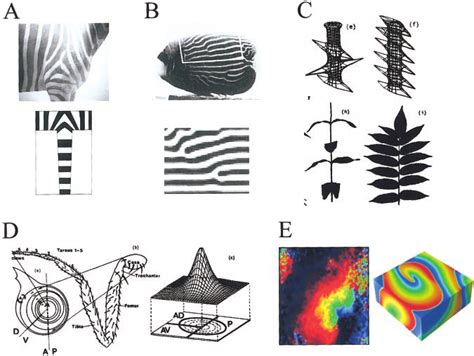 Models Of Biological Pattern Formation Based On Coupling Short Range Download Scientific