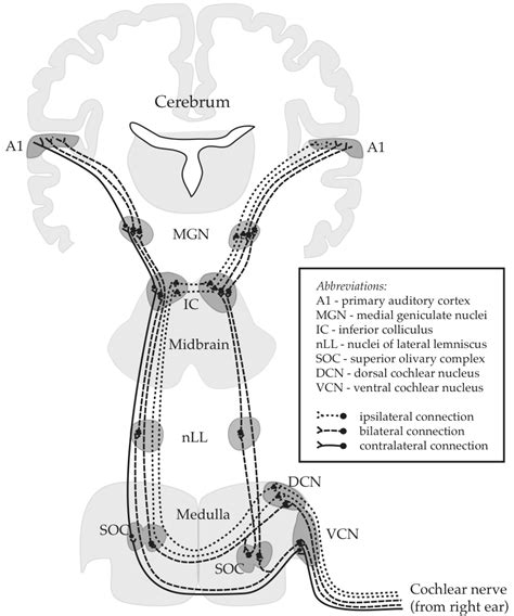 Cochlear Nerve Pathway
