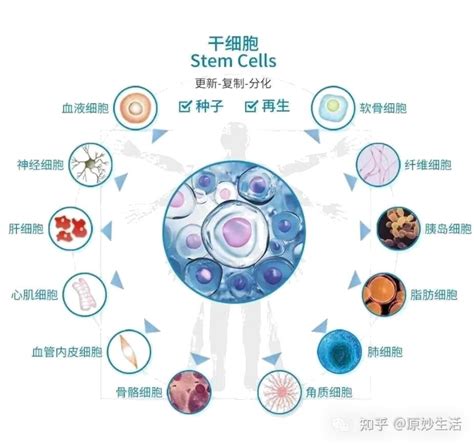 国家卫健委发布《干细胞研究与器官修复》申报指南，慢性病治疗迎来革命性突破！ 知乎