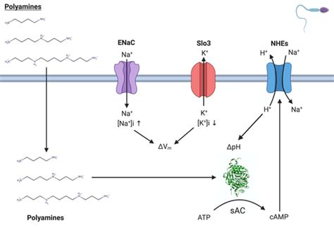 IJMS Special Issue Ion Channels Of Spermatozoa Structure Function And Regulation Mechanisms