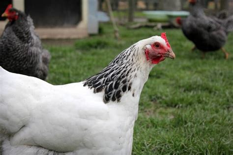 Best Egg Laying Hens In Pakistan