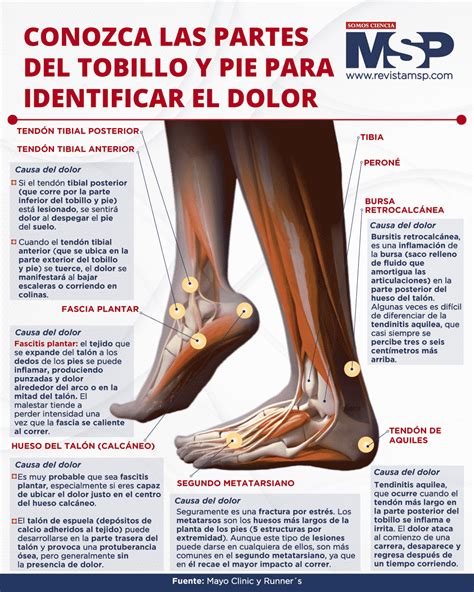 Conozca Las Partes Del Tobillo Y Pie Para Identificar El Dolor