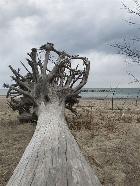 Log Root Sky Free Photo On Pixabay Pixabay