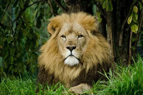 Lion Perth Zoo By Kylepeter On Deviantart