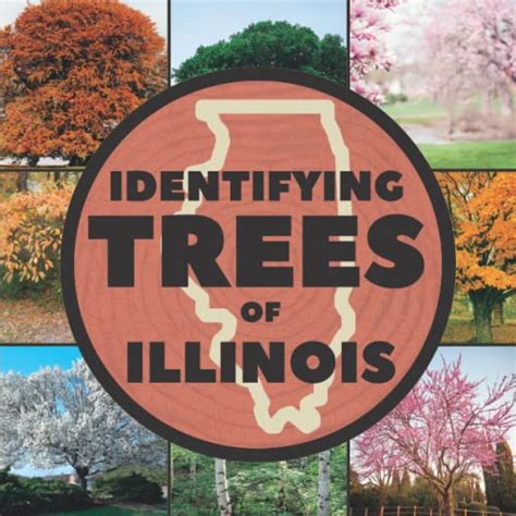 Top 10 Best Book For Identifying Trees Reviews And Buying Guide Katynel