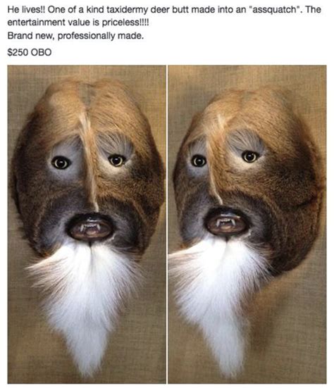 Meet The Assquatch A Taxidermy Creation Made From A Deers Butt