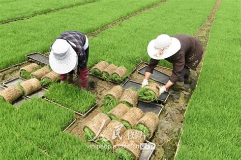 安徽銅陵農業社會化服務助力三夏生產 每日頭條