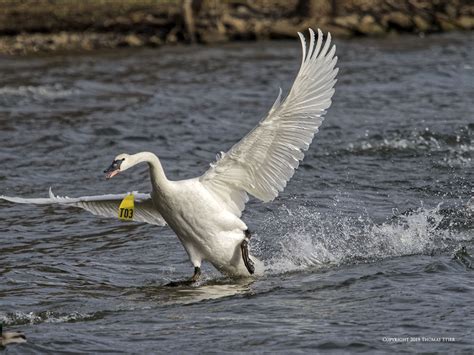 Using Bird Detection Ai Small Sensor Photography By Thomas Stirr