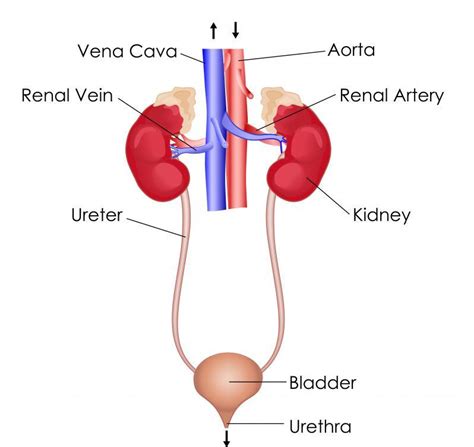 Excretory System Diagram Labelled