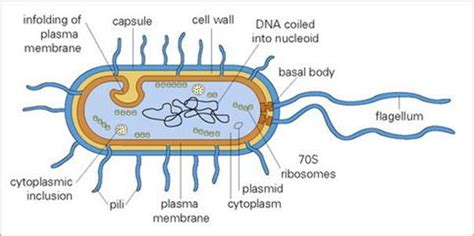 Bacterial Cell Model Labeled