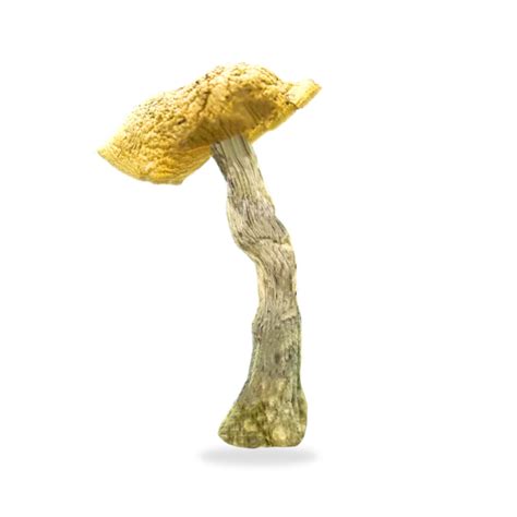 Buy Daddy Long Legs Mushroom Long Legs Mushroom Shop Uk