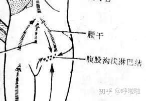 女人重要的穴位腹股沟 知乎