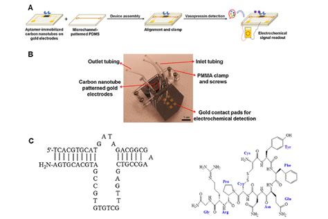 Aptamer Based Amperometric Microfluidic Biosensor A Schematic Of Download Scientific Diagram