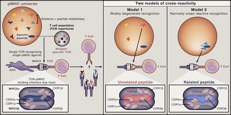 Focusing In On T Cell Cross Reactivity Cell