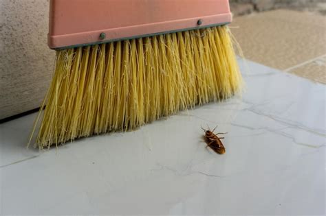 Premium Photo Close Up Of Dead Cockroach And Plastic Broom On The Floor