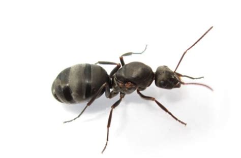 곰개미 공간위생관리 사업부 주 큐프랜드