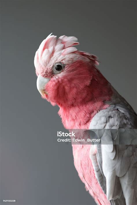 갈라 Eolophus Roseicapilla 분홍색과 회색 코카투 또는 장미 가슴 앵무새라고도 함 분홍에 대한 스톡 사진 및