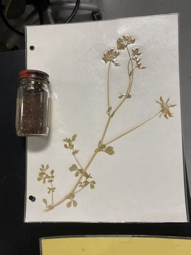 AGR 240 Midterm Crop Identification Flashcards Quizlet AGR 240 Midterm Crop Identification Flashcards Quizlet