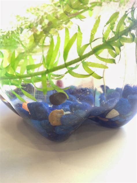 Ecosystem In A Bottle Ecosystem In A Bottle Week 7