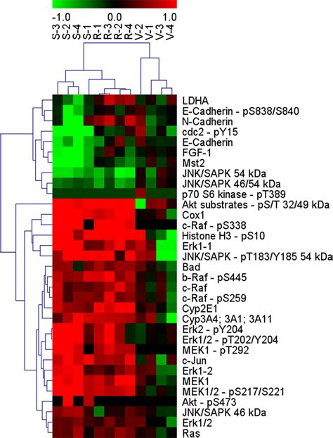 Effects Of Regorafenib Or Sorafenib Treatment On Selected Protein Download Scientific Diagram