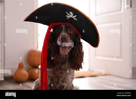 Adorable English Cocker Spaniel In Pirate Hat At Home Halloween