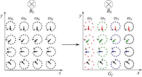 A Pictorial Representation Of The Frequency Encoding Process In Mri