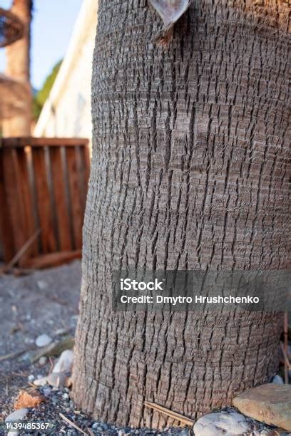 코코넛 트렁크의 근접 촬영보기 키가 큰 야자수 줄기의 실루엣 기름 야자 나무의 몸입니다 열대 야자나무 껍질 대추야자 나무 줄기의 거친 질감 손바닥 껍질 코코 나무 갈색에